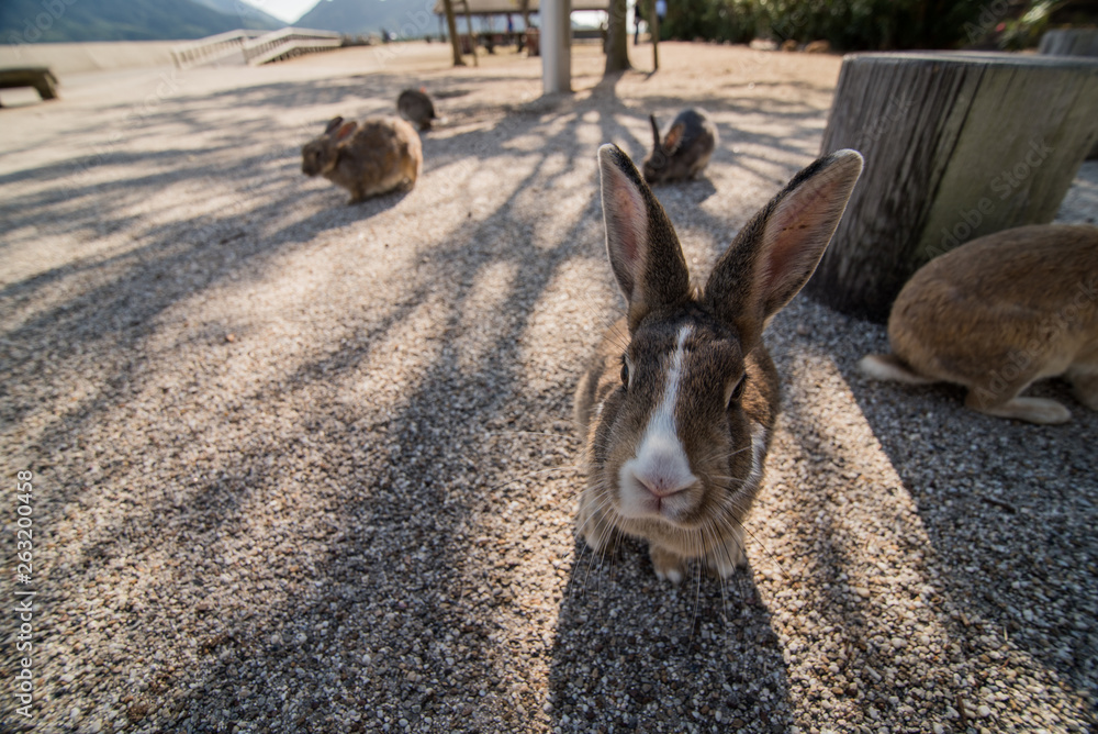cute wild bunny rabbits in japan's rabbit island, okunoshima Stock ...