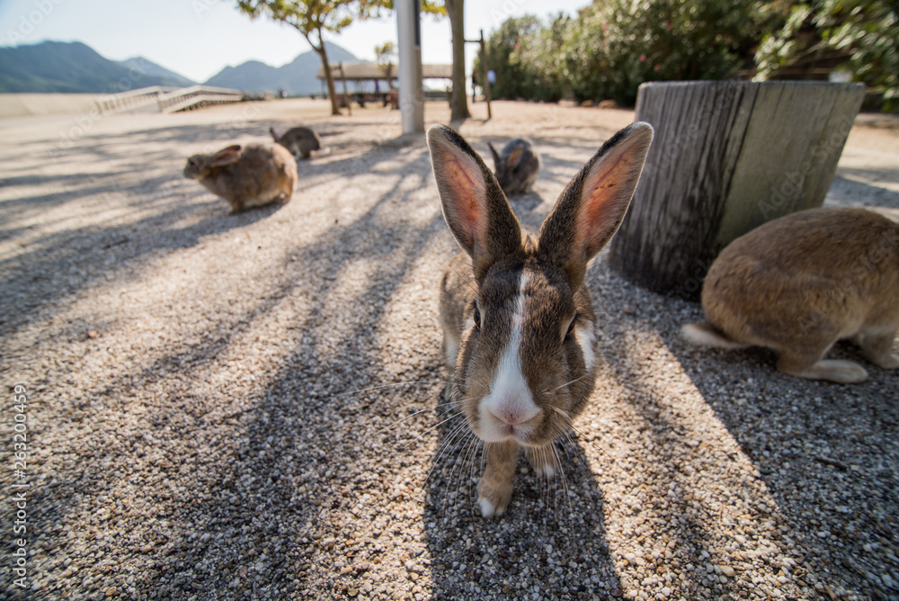 cute wild bunny rabbits in japan's rabbit island, okunoshima Stock ...