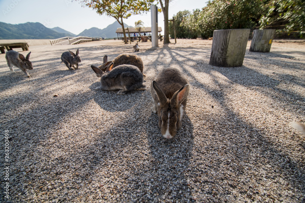cute wild bunny rabbits in japan's rabbit island, okunoshima Stock ...