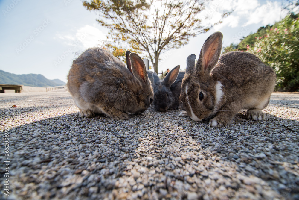 cute wild bunny rabbits in japan's rabbit island, okunoshima Stock ...