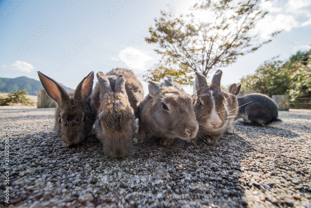cute wild bunny rabbits in japan's rabbit island, okunoshima Stock ...