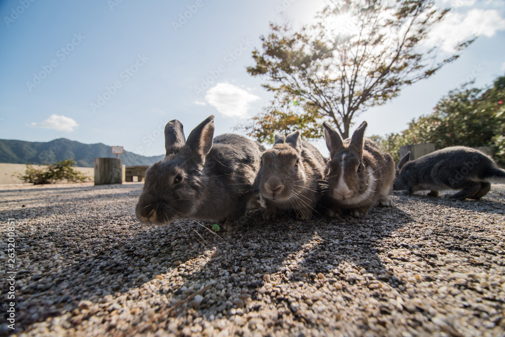 cute wild bunny rabbits in japan's rabbit island, okunoshima Stock ...