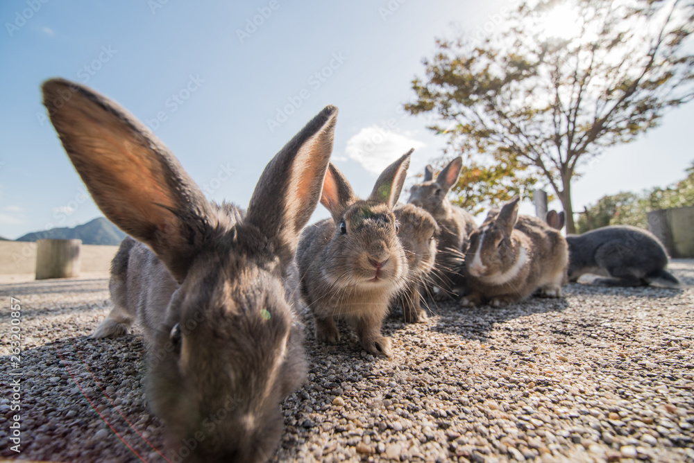 cute wild bunny rabbits in japan's rabbit island, okunoshima Stock ...