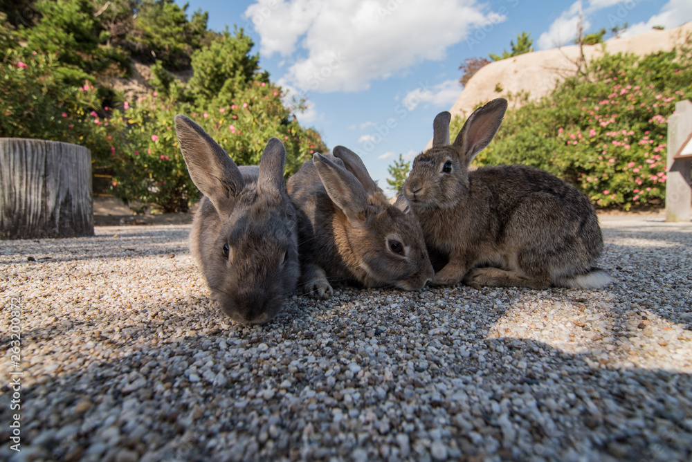 cute wild bunny rabbits in japan's rabbit island, okunoshima Stock ...