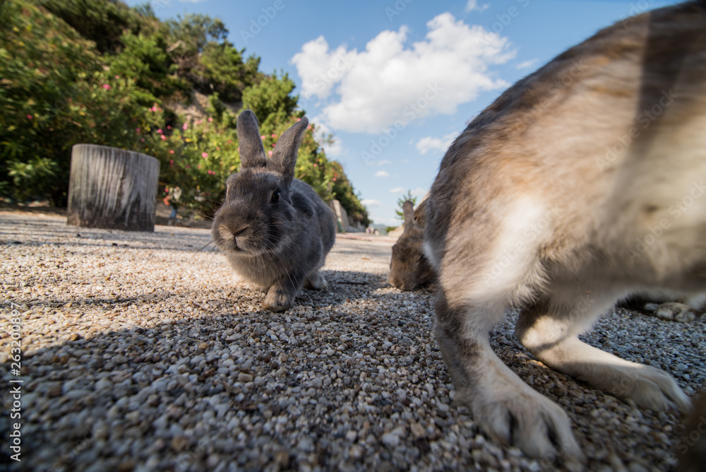 cute wild bunny rabbits in japan's rabbit island, okunoshima Stock ...