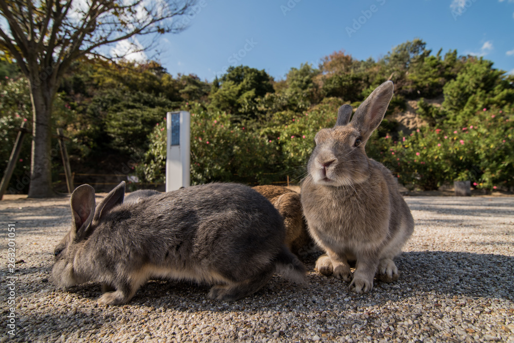cute wild bunny rabbits in japan's rabbit island, okunoshima Stock ...