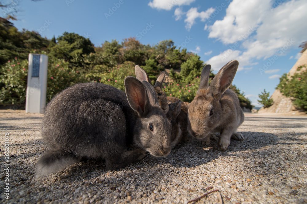 cute wild bunny rabbits in japan's rabbit island, okunoshima Stock ...