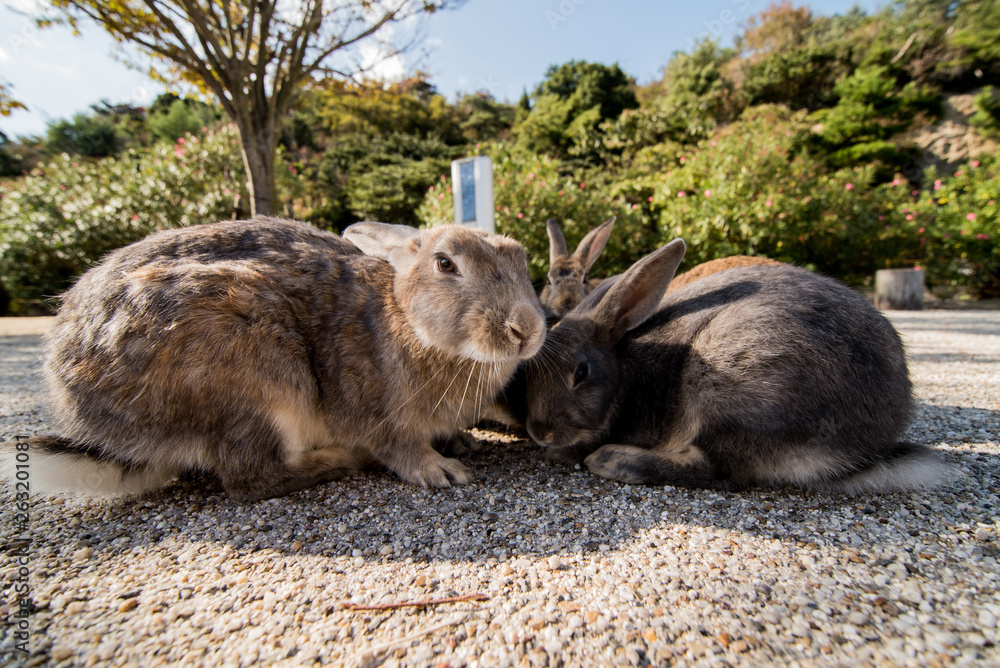 cute wild bunny rabbits in japan's rabbit island, okunoshima Stock ...