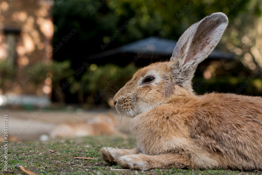 cute wild bunny rabbits in japan's rabbit island, okunoshima foto de ...