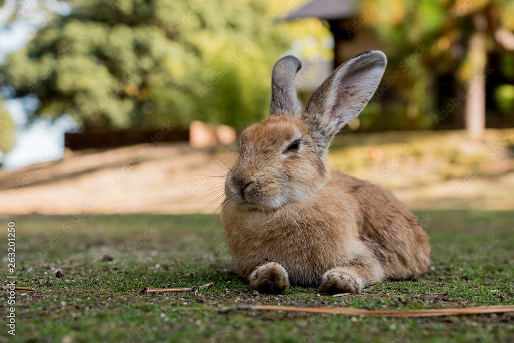 cute wild bunny rabbits in japan's rabbit island, okunoshima Stock ...
