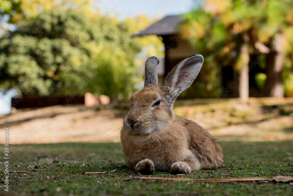 cute wild bunny rabbits in japan's rabbit island, okunoshima Stock ...