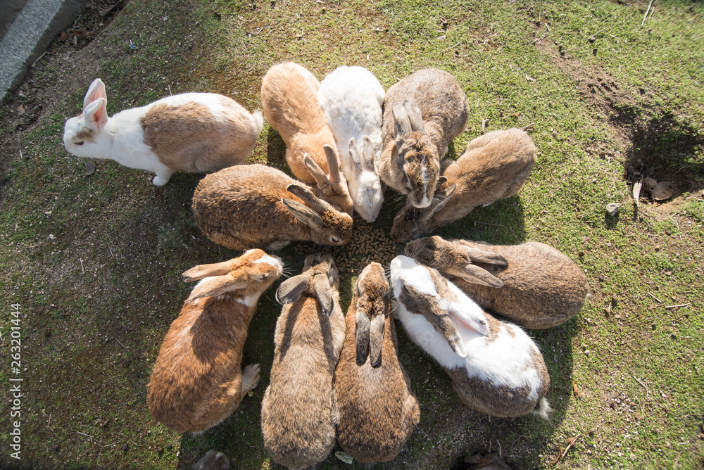 cute wild bunny rabbits in japan's rabbit island, okunoshima Stock ...