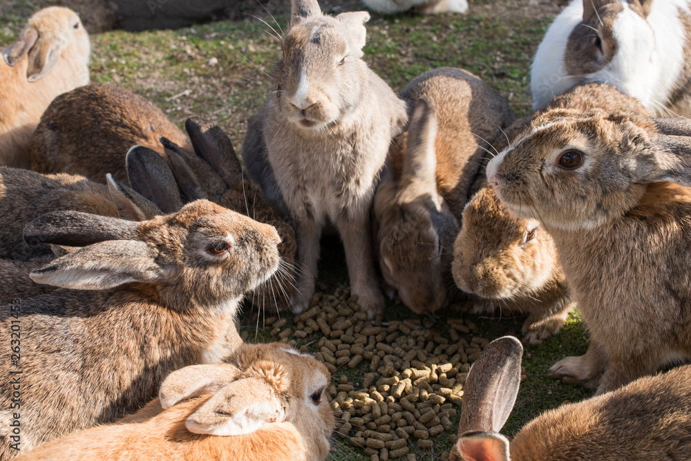 cute wild bunny rabbits in japan's rabbit island, okunoshima Stock ...