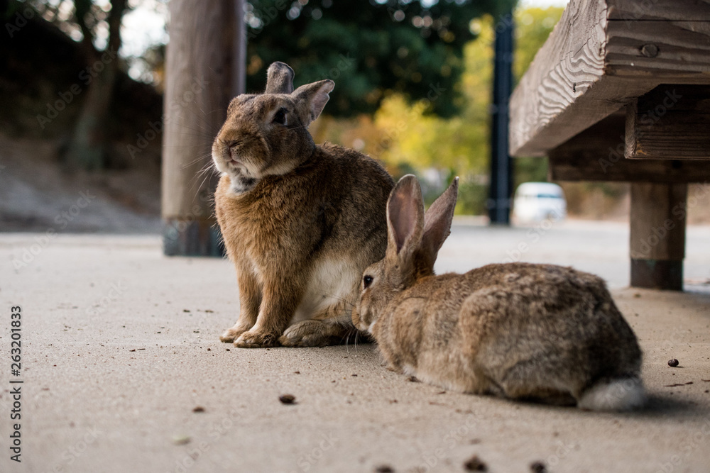cute wild bunny rabbits in japan's rabbit island, okunoshima Stock ...