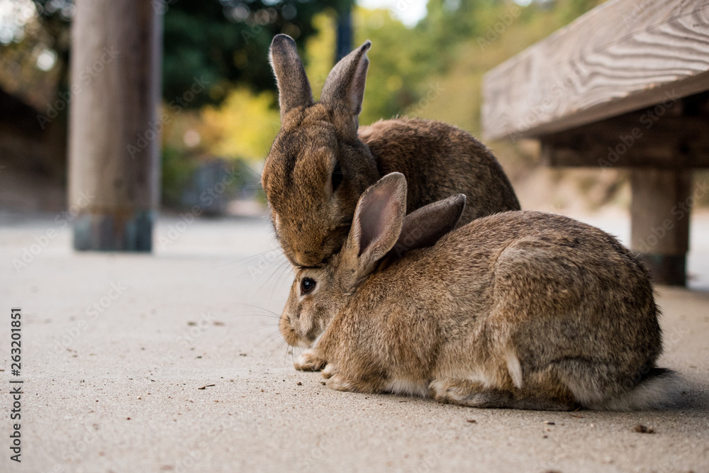 cute wild bunny rabbits in japan's rabbit island, okunoshima Stock ...