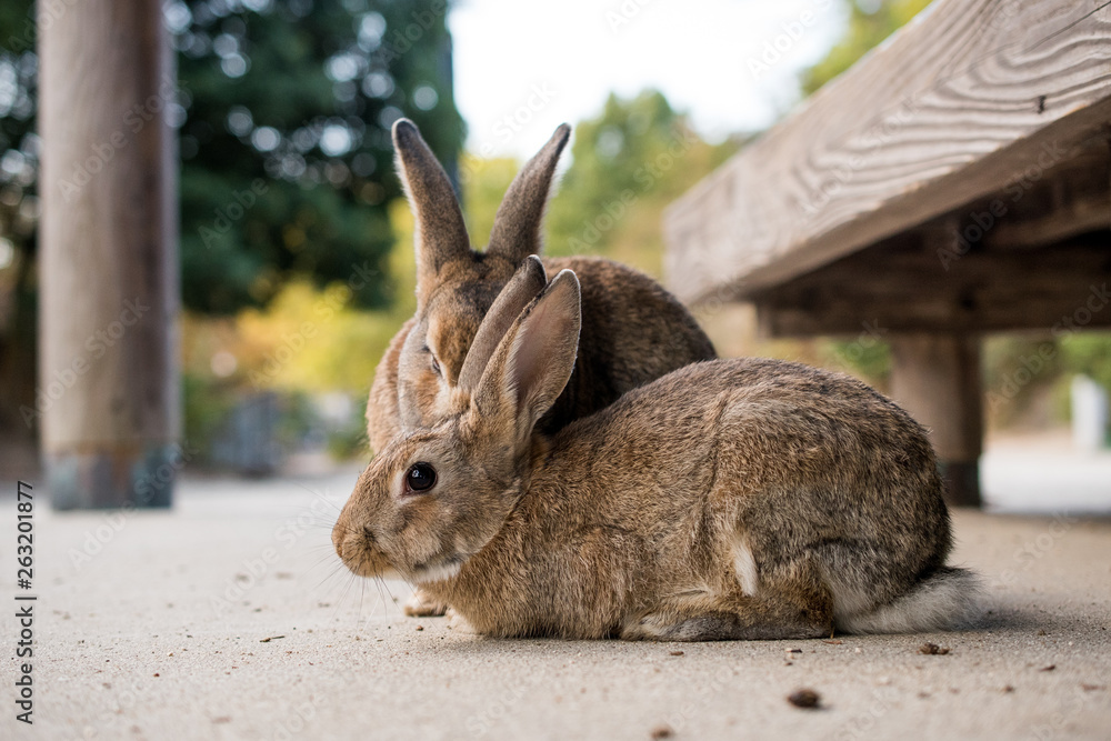 cute wild bunny rabbits in japan's rabbit island, okunoshima Stock ...