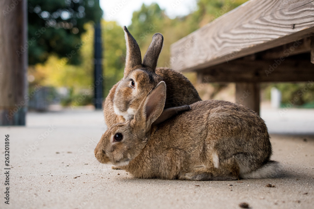 cute wild bunny rabbits in japan's rabbit island, okunoshima Stock ...
