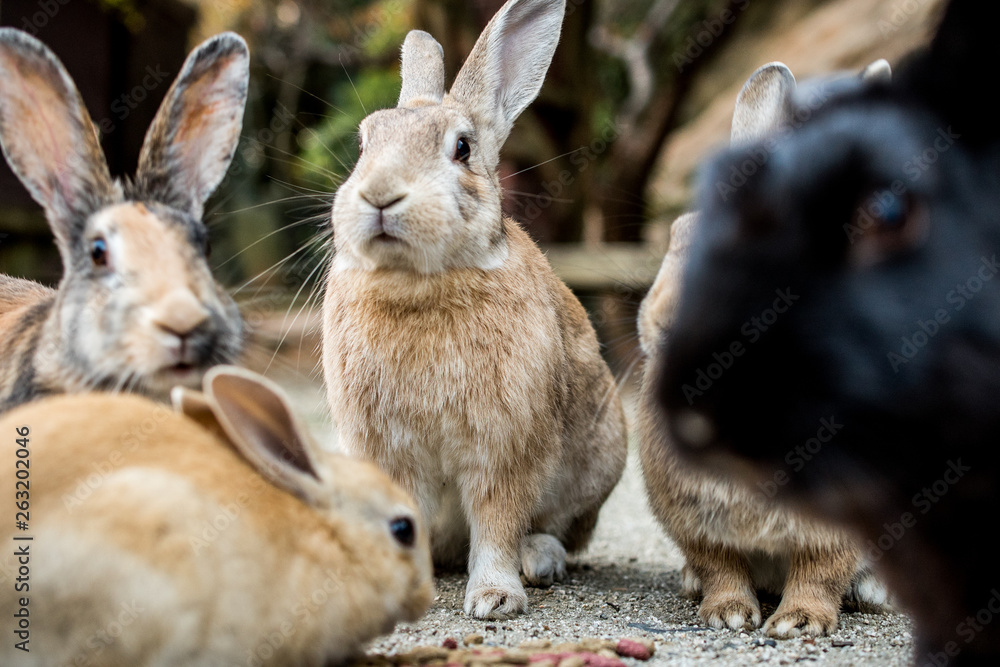 cute wild bunny rabbits in japan's rabbit island, okunoshima Stock ...