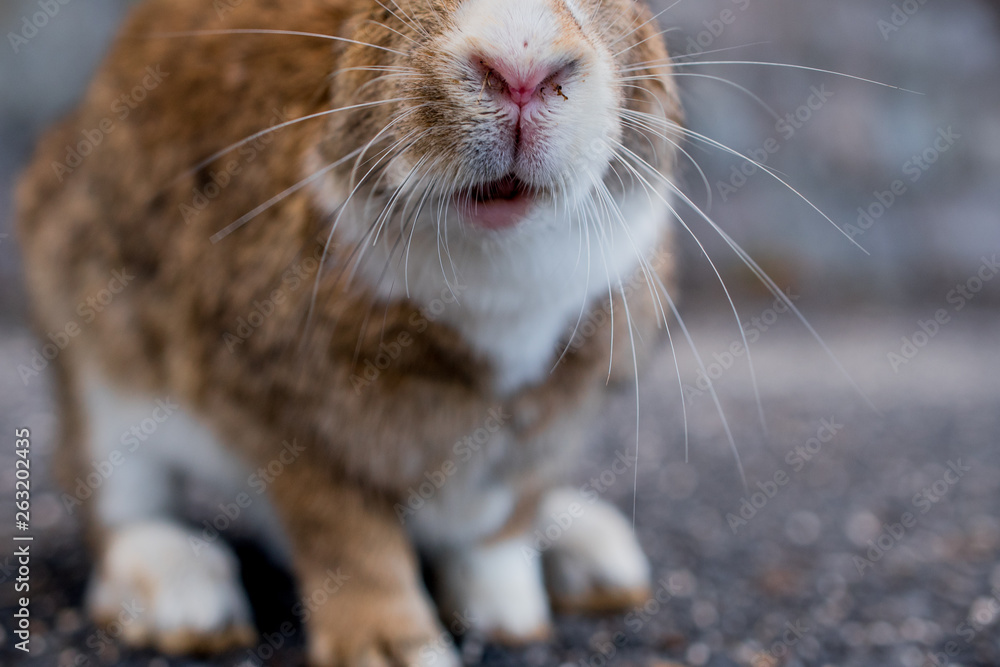 cute wild bunny rabbits in japan's rabbit island, okunoshima Stock ...