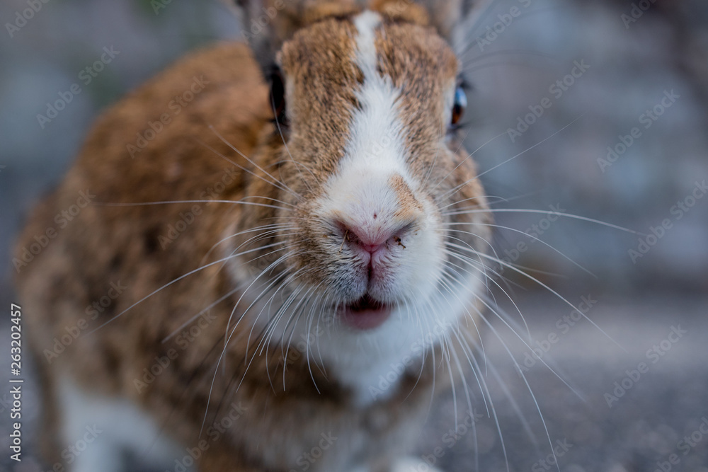 cute wild bunny rabbits in japan's rabbit island, okunoshima Stock ...