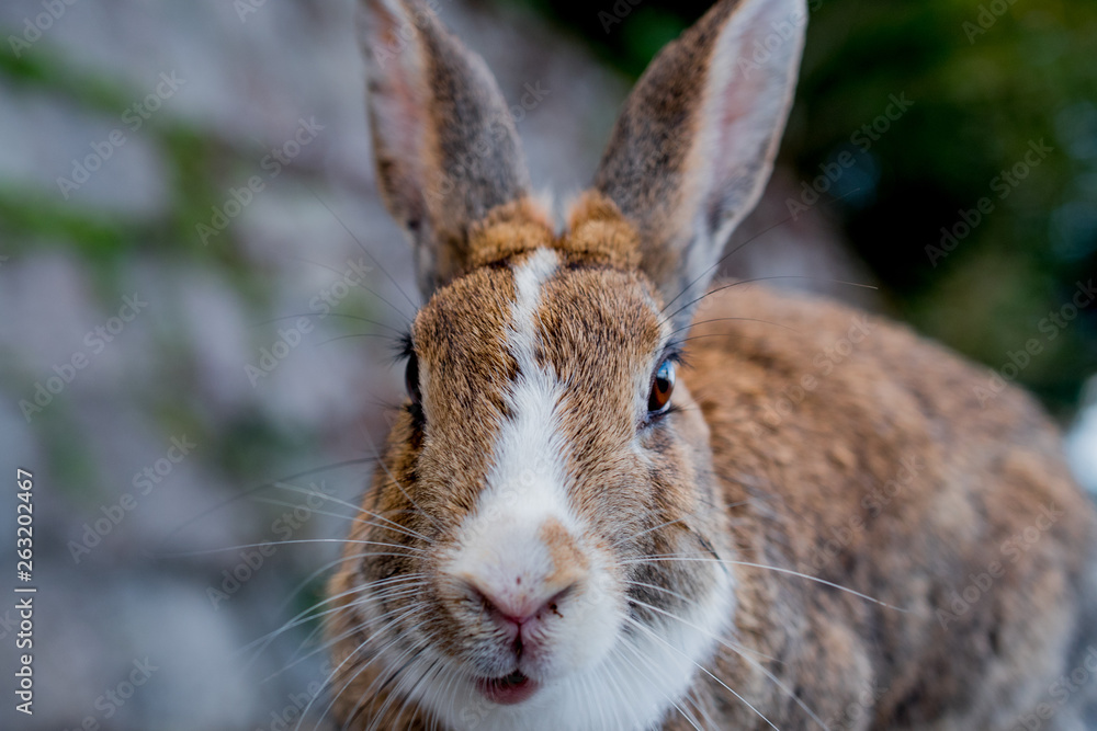 cute wild bunny rabbits in japan's rabbit island, okunoshima Stock ...