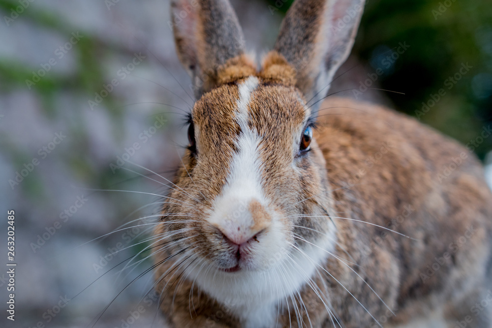 cute wild bunny rabbits in japan's rabbit island, okunoshima Stock ...