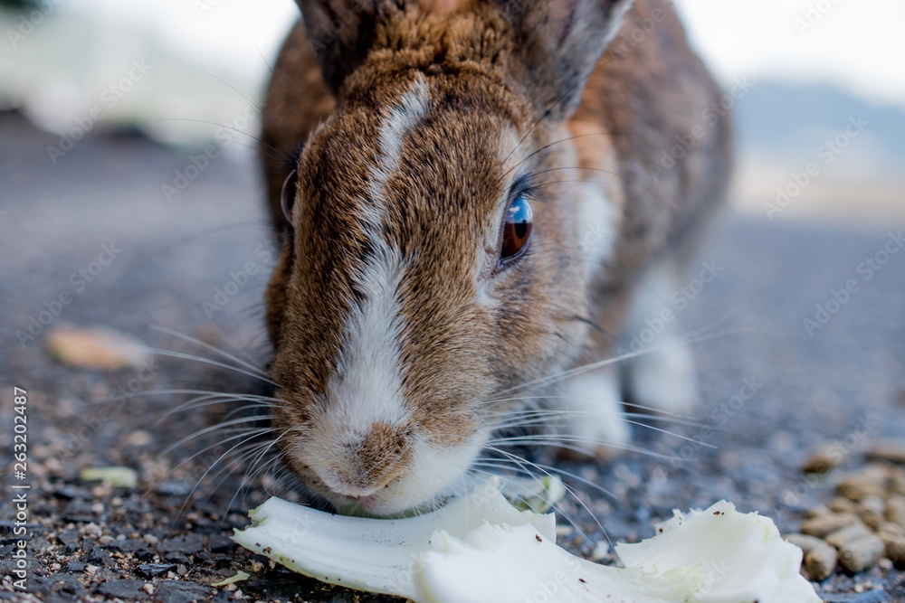 cute wild bunny rabbits in japan's rabbit island, okunoshima Stock ...