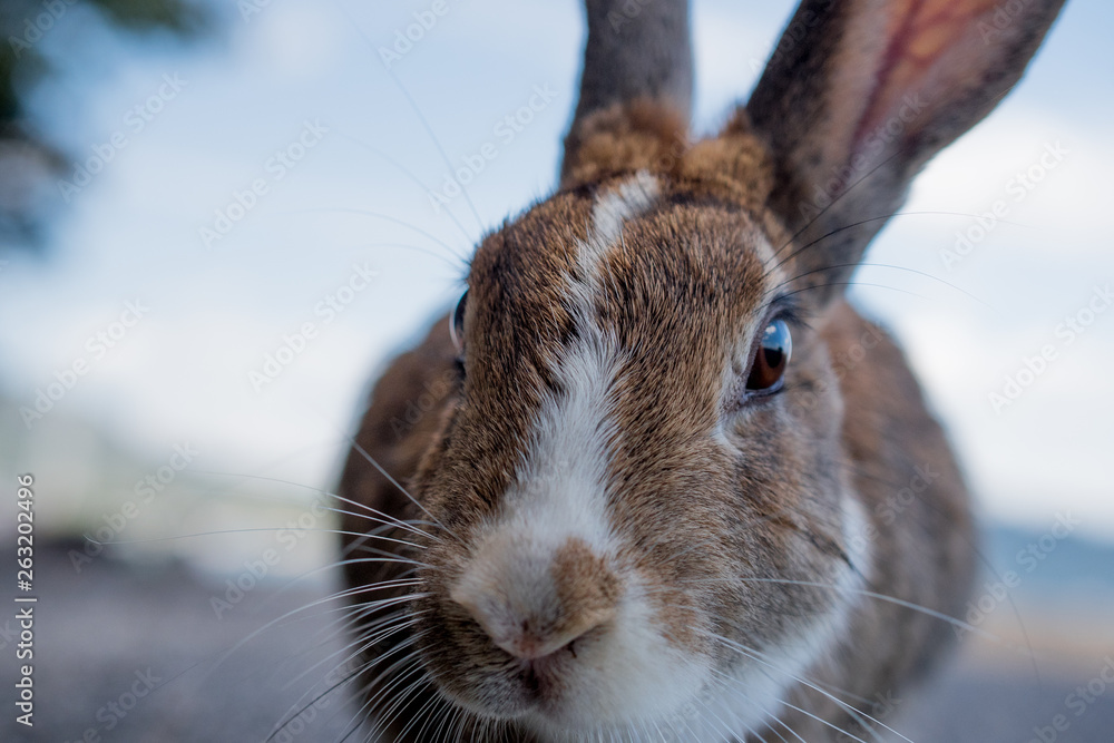 cute wild bunny rabbits in japan's rabbit island, okunoshima Stock ...