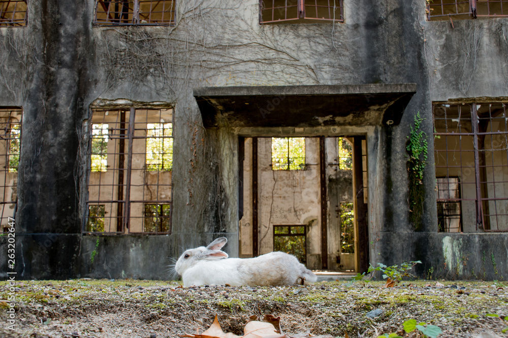 cute wild bunny rabbits in japan's rabbit island, okunoshima Stock ...
