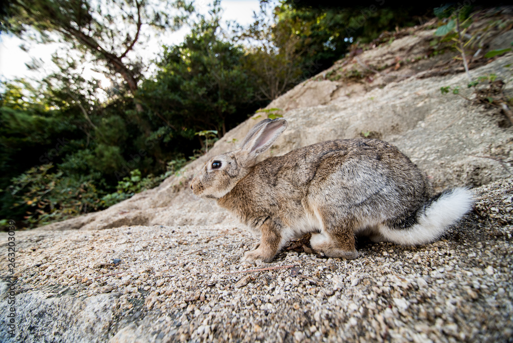 cute wild bunny rabbits in japan's rabbit island, okunoshima Stock ...