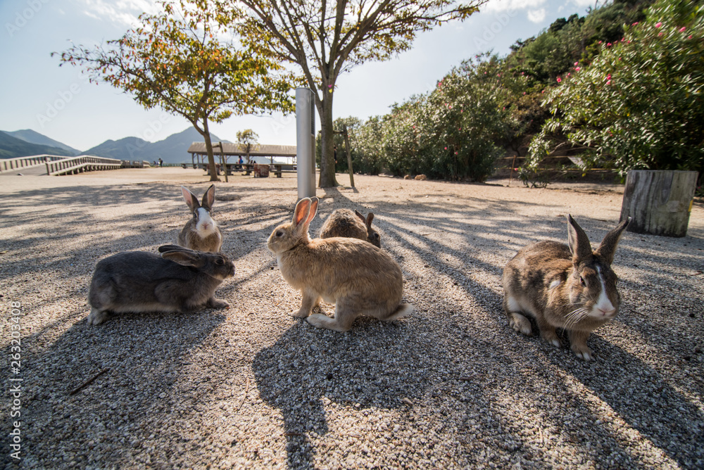 cute wild bunny rabbits in japan's rabbit island, okunoshima Stock ...