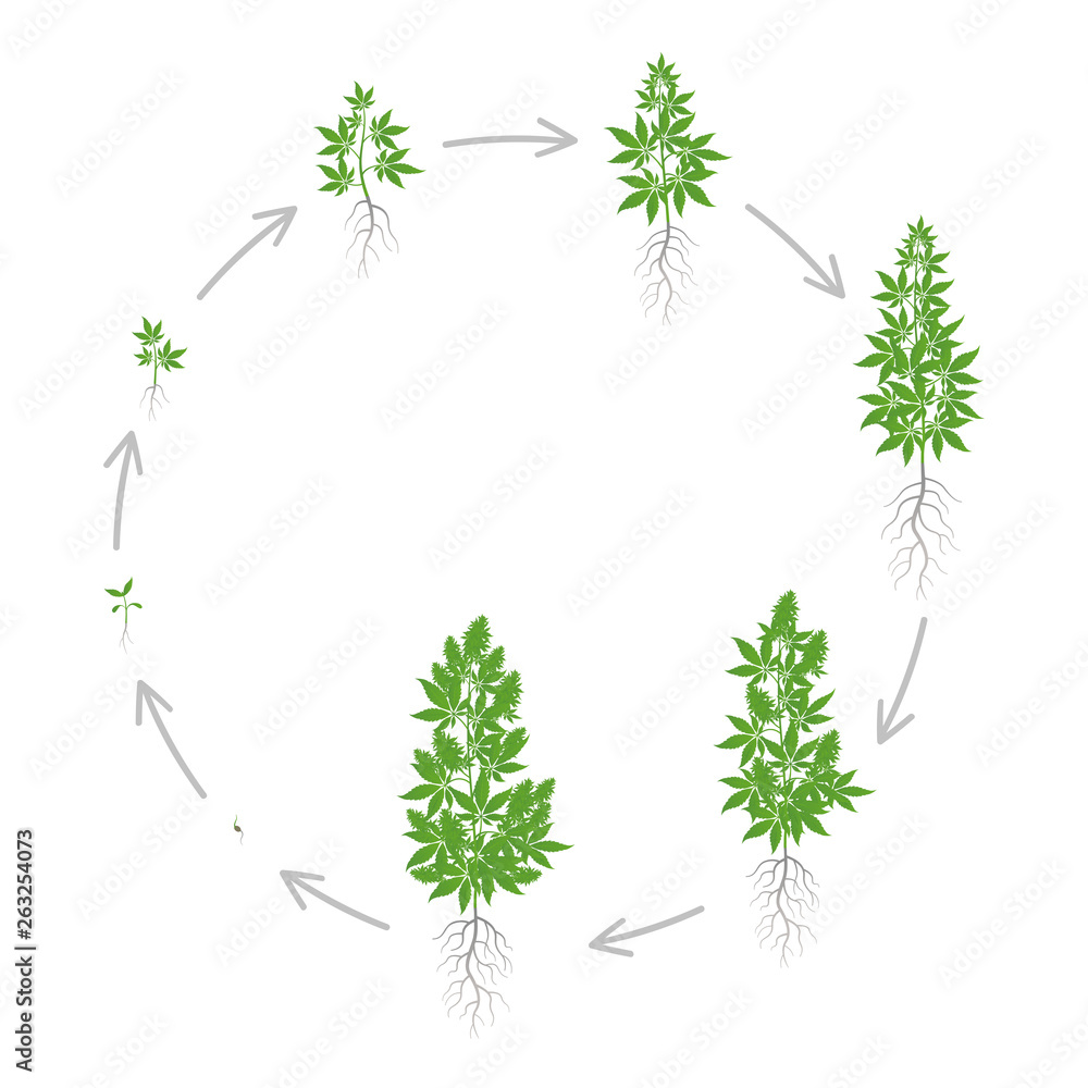 Circular growth stages of hemp plant. Marijuana round phases set ...
