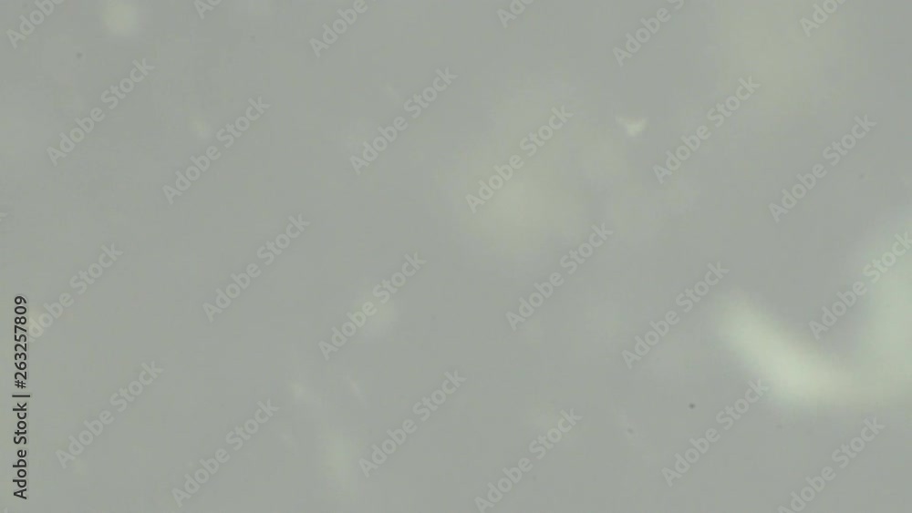 Ultra macro bio vegetable water background. Different particles of ...