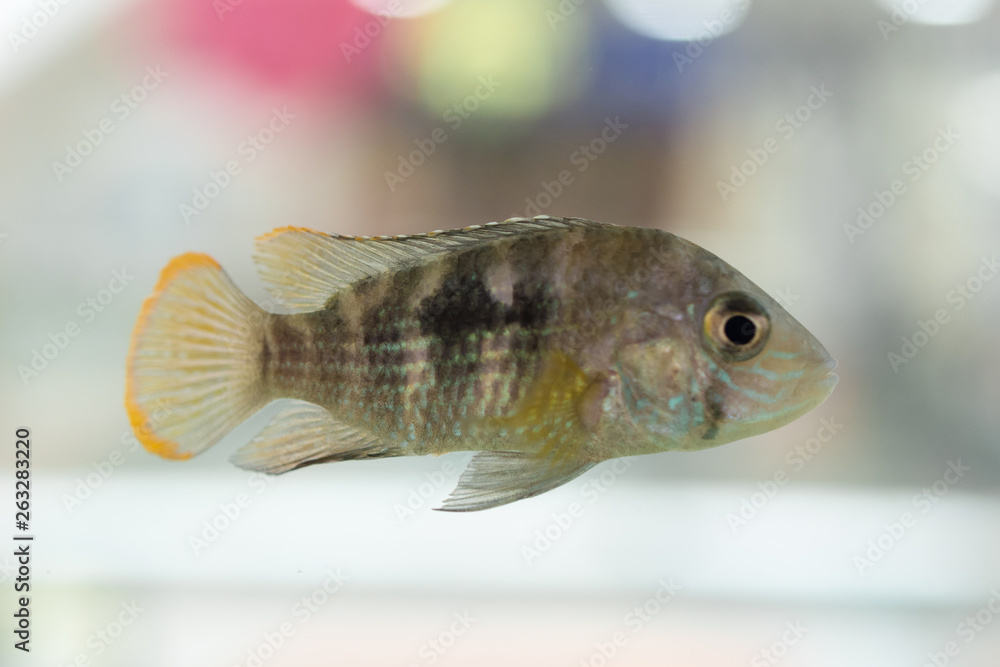 Aquarium Fish dwarf Cichlid. Apistogramma nijsseni is a species of ...