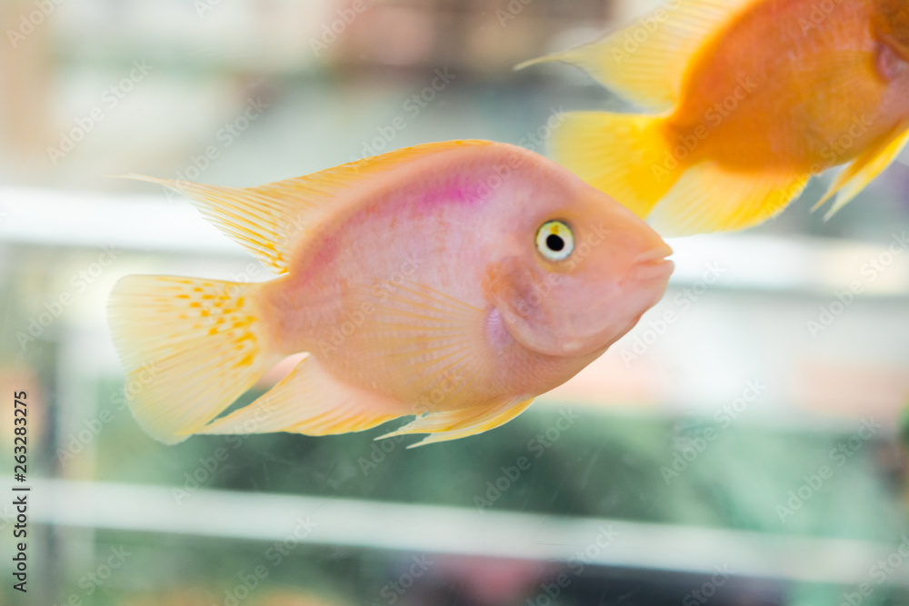 Parrot Fish. The aquarium blood parrot cichlid (or more commonly and ...