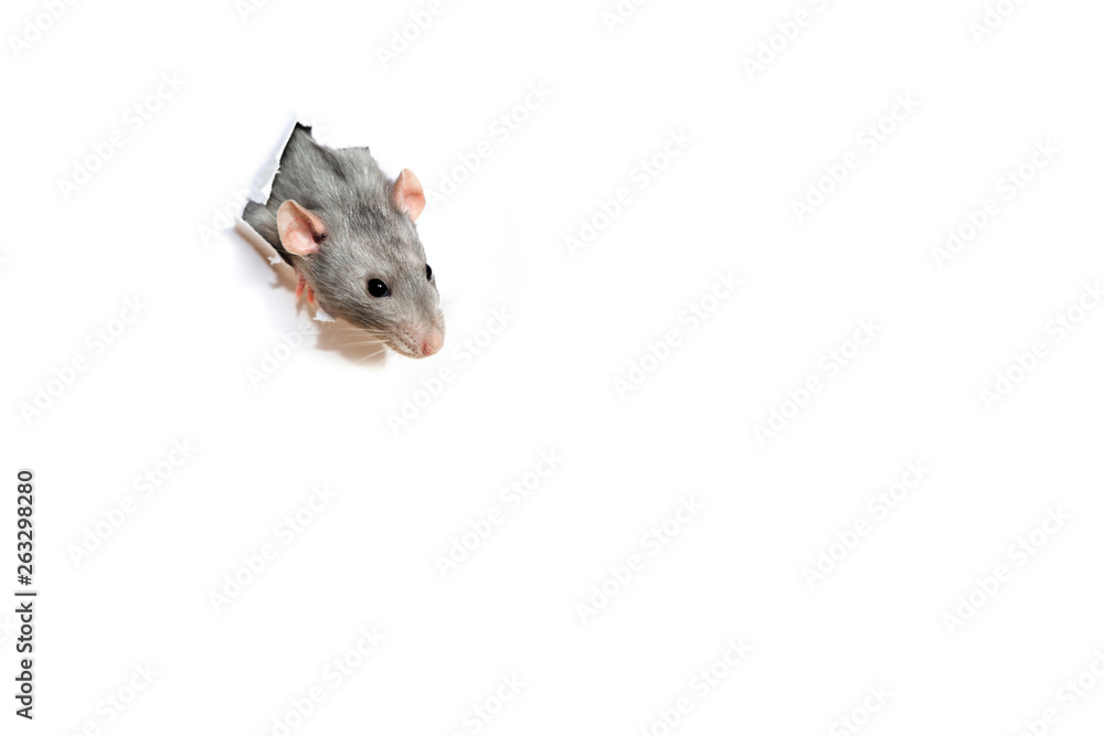 Cute funny rat looking out of hole in white paper. Pet - hand grey ram ...