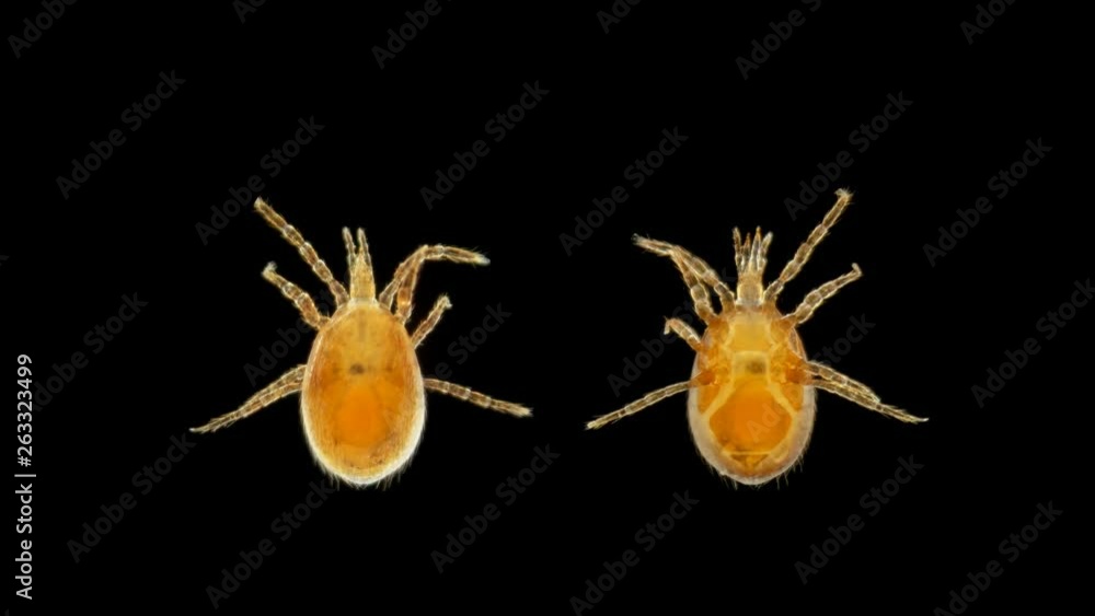 mite Hypoaspis under a microscope, from the order Mesostigmata, lives ...