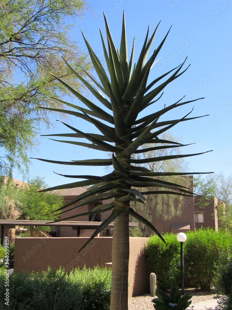 Tall Hercules aloe tree which appears to be a palm or agave Stock-Foto ...