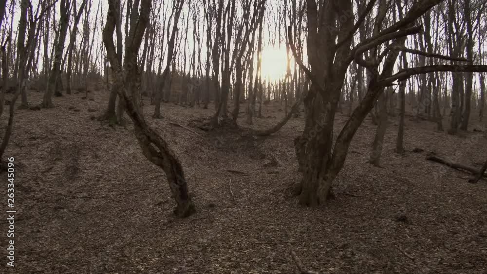 Spooky forest scene with bare trees and no underbrush on the forest ...
