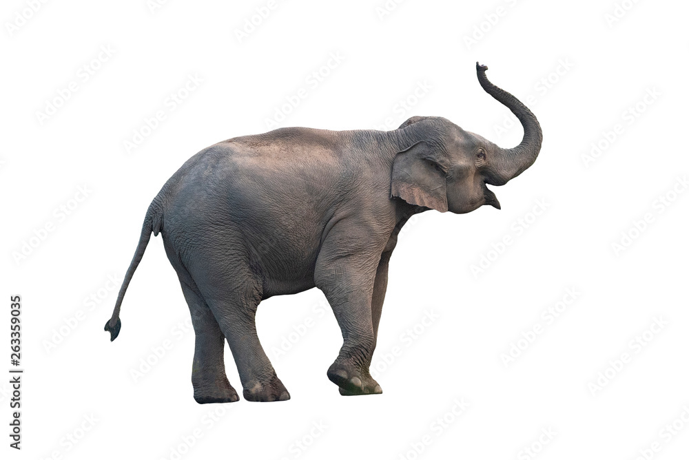 Asian elephant isolated on white background (female) Stock Photo ...