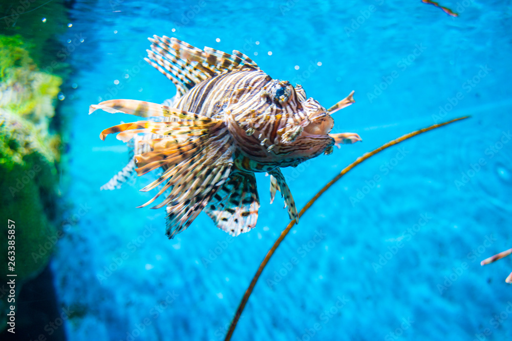 Beautiful lion fish in deep sea water aquarium Stock Photo | Adobe Stock
