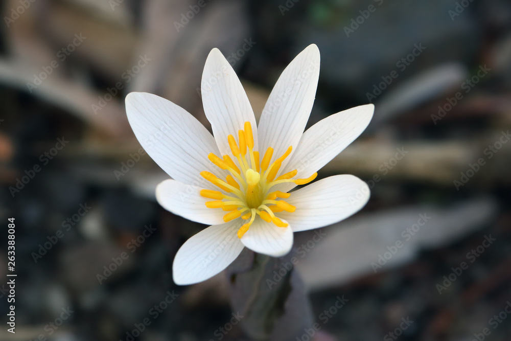 Sanguinaria canadensis is also known as Canada puccoon, bloodwort ...