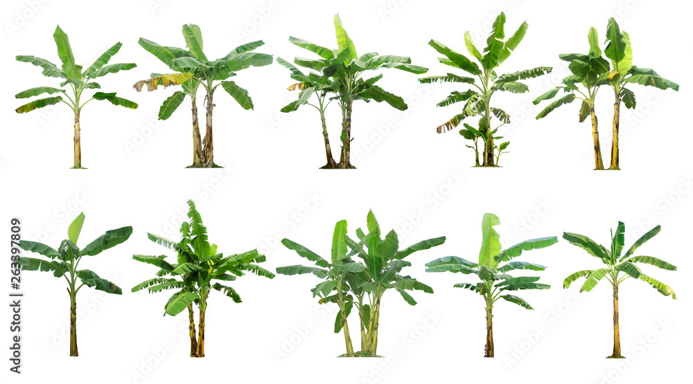 Banana trees collection.Tree isolated on a white background Stock Photo ...