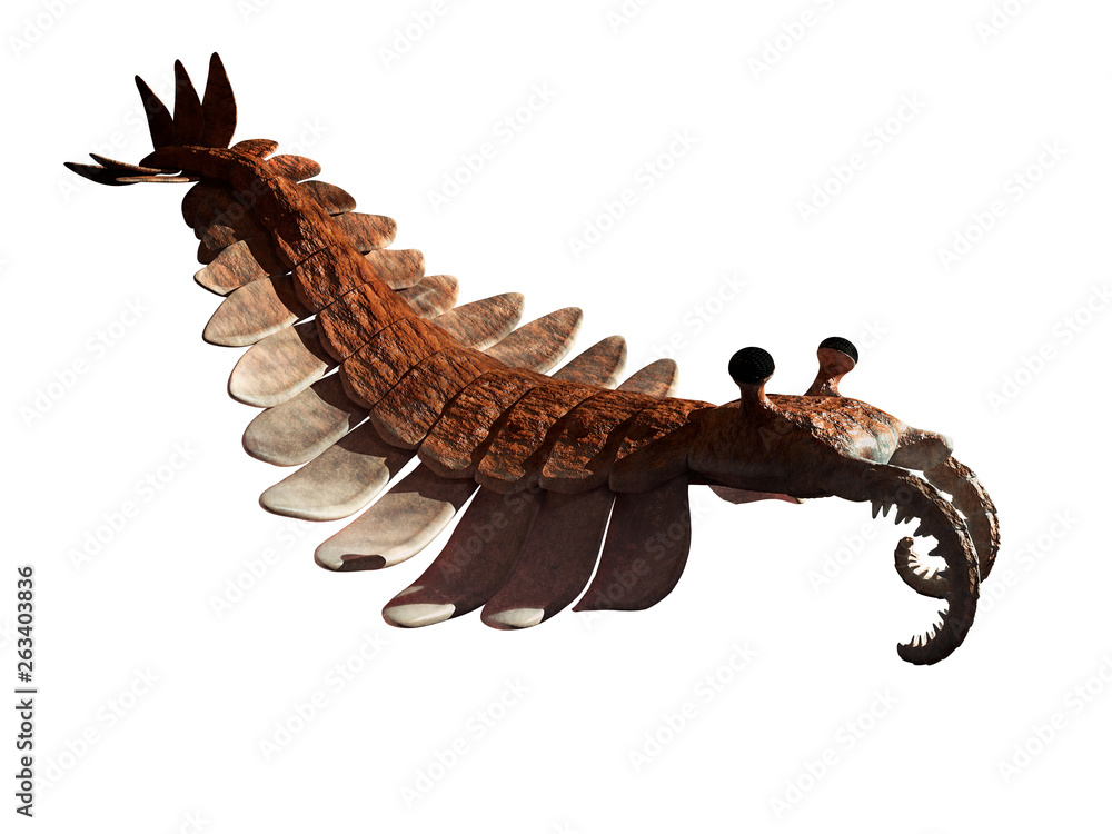 Anomalocaris, creature of the Cambrian period, isolated on white ...
