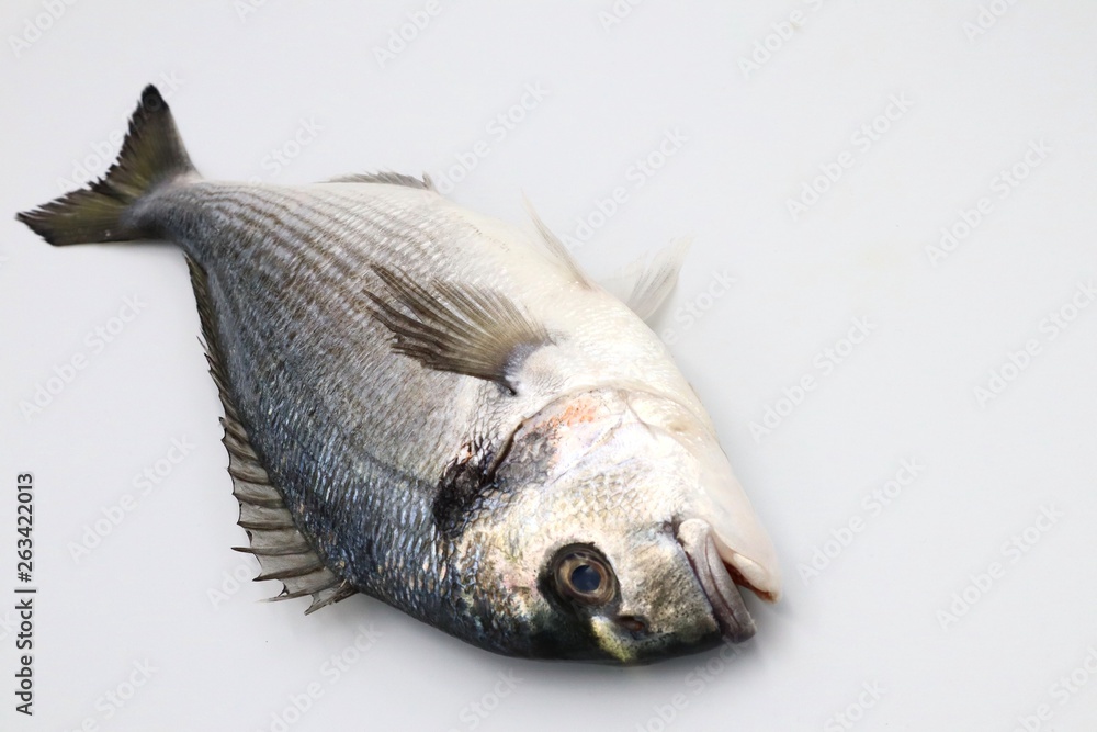 SEA BREAM Sparus Aurata, Fish of Bream family Sparidae Stock Photo ...