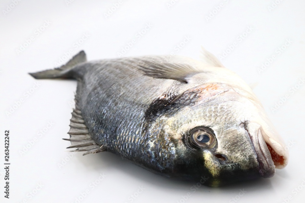 SEA BREAM Sparus Aurata, Fish of Bream family Sparidae Stock Photo ...