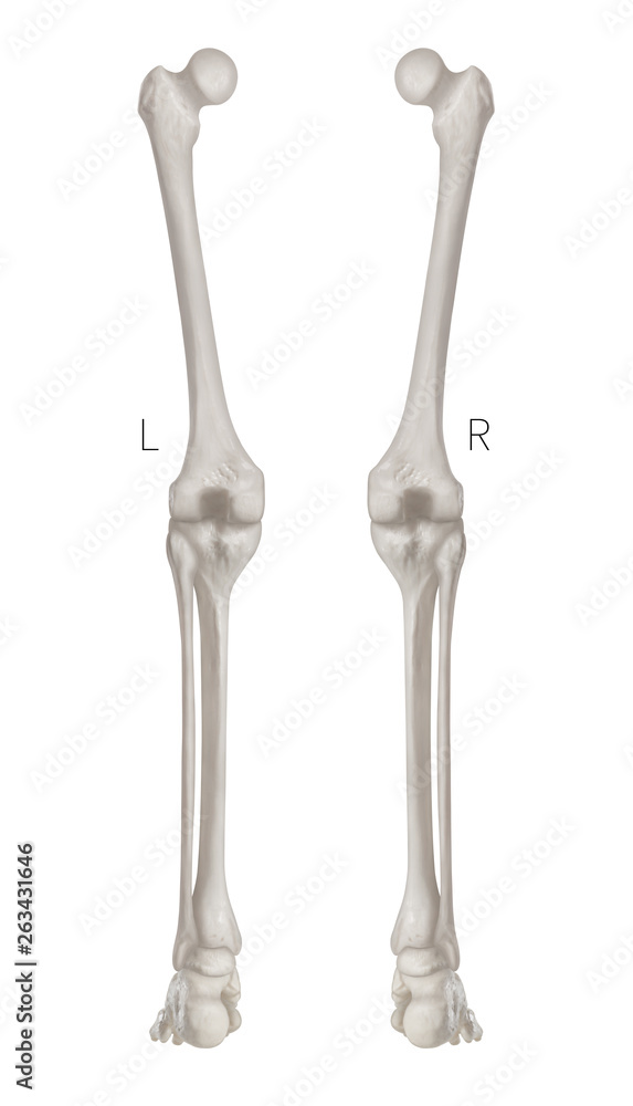 Left Leg Anatomy