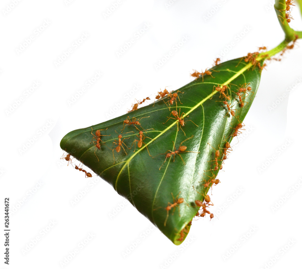 Orange gaster or Weaver or Green tree ant herd pulling leaf to make a ...