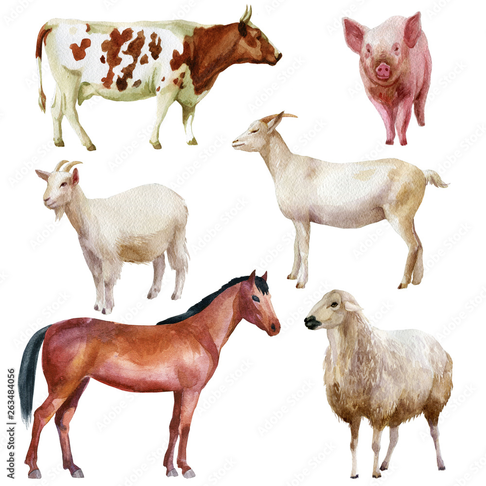 Watercolor illustration, set. Farm animals, horse, pig, goats, sheep ...