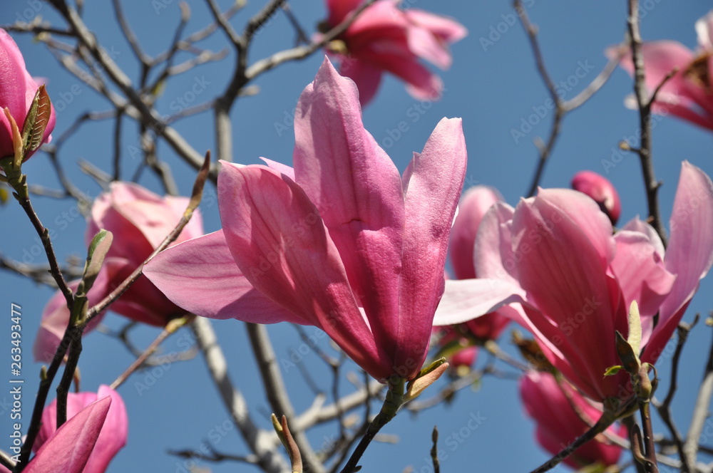 Amazing magnolia tree. Pink magnolias in spring day. Beautiful pink ...